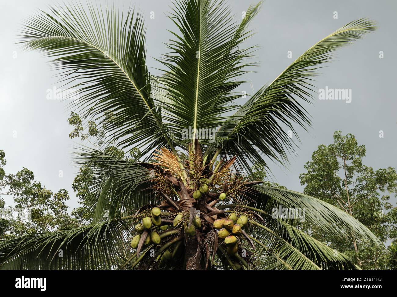 A Coconut treetop view with a blooming inflorescence and the different ...