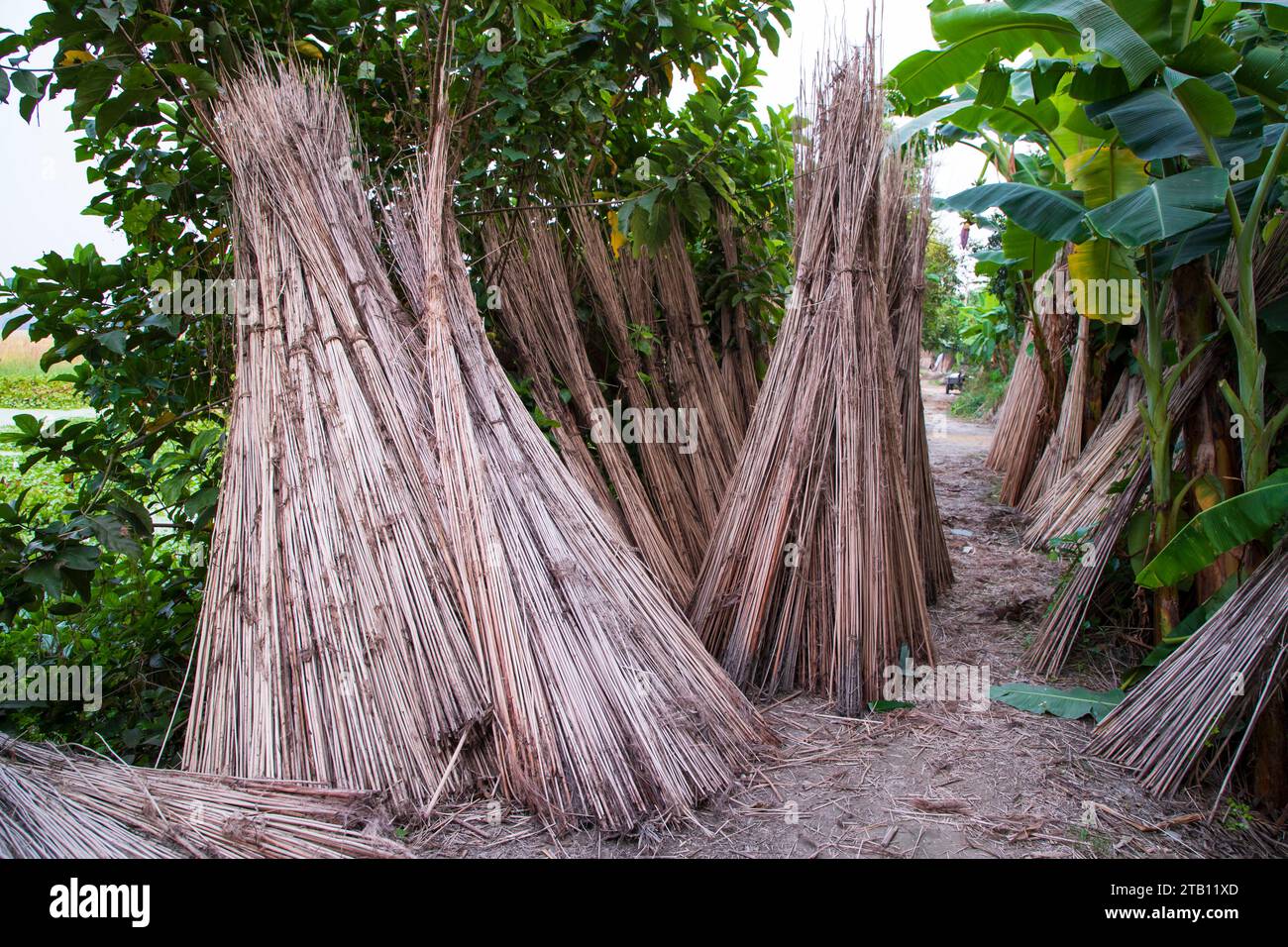 Many Jute sticks are stacked for sun drying at Sadarpur, Faridpur ...