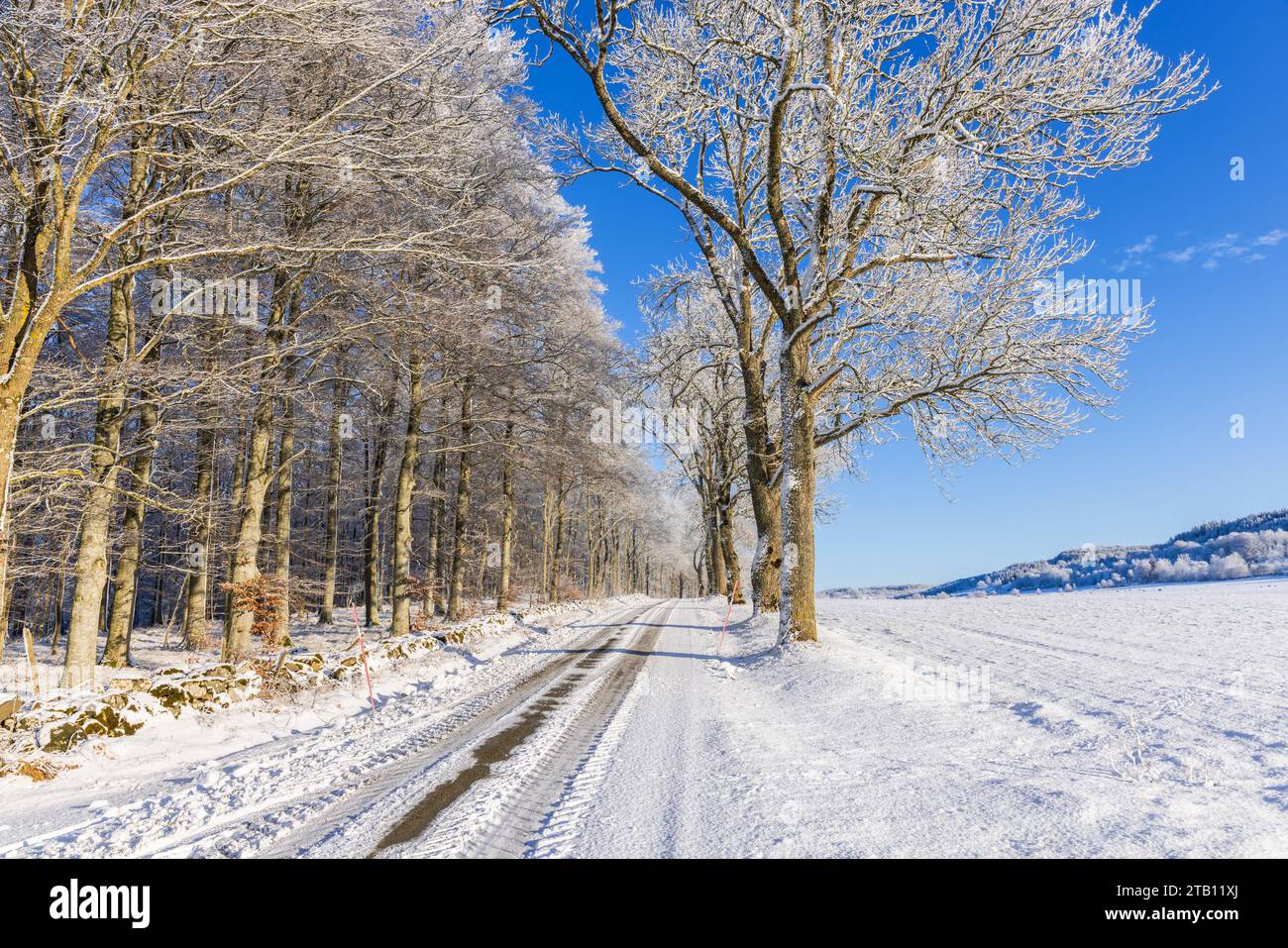 Grove tree lined road hi-res stock photography and images - Alamy