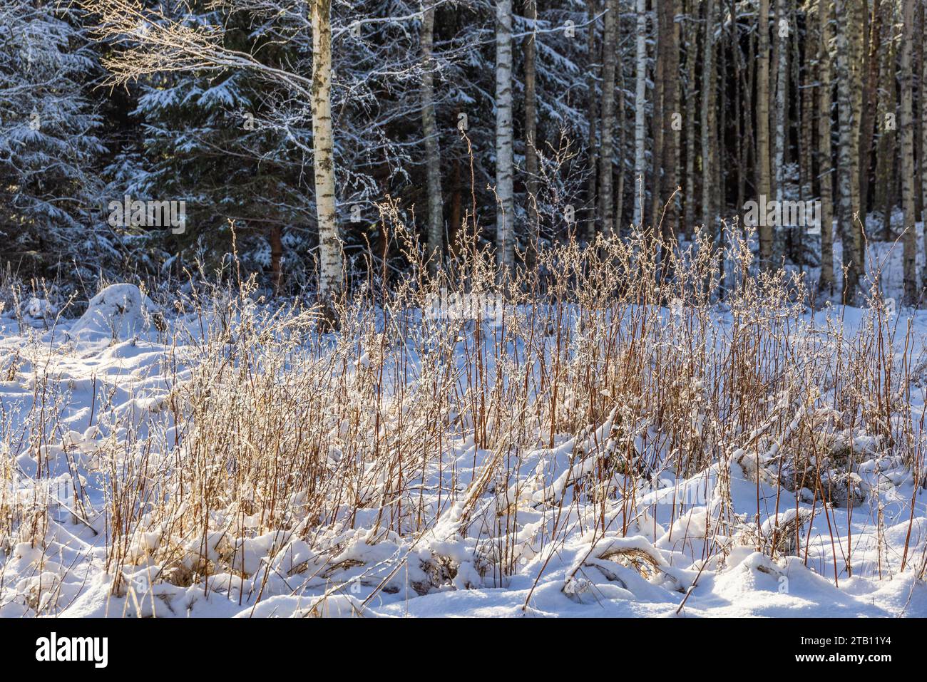 Edge forest in winter hi-res stock photography and images - Alamy