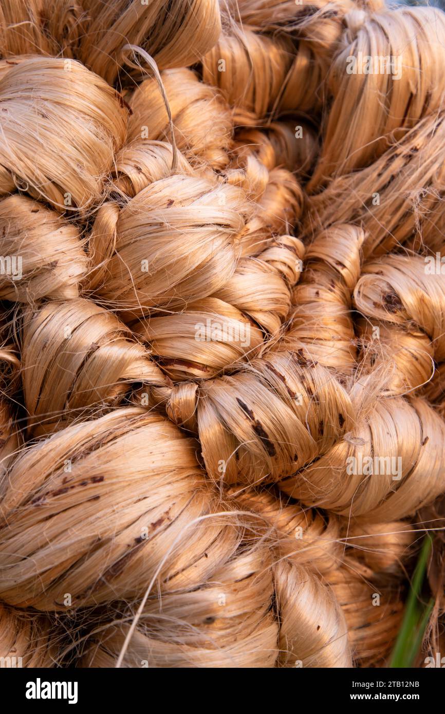 Thick Golden bundle of raw jute fiber Pattern Texture Can be used as a ...