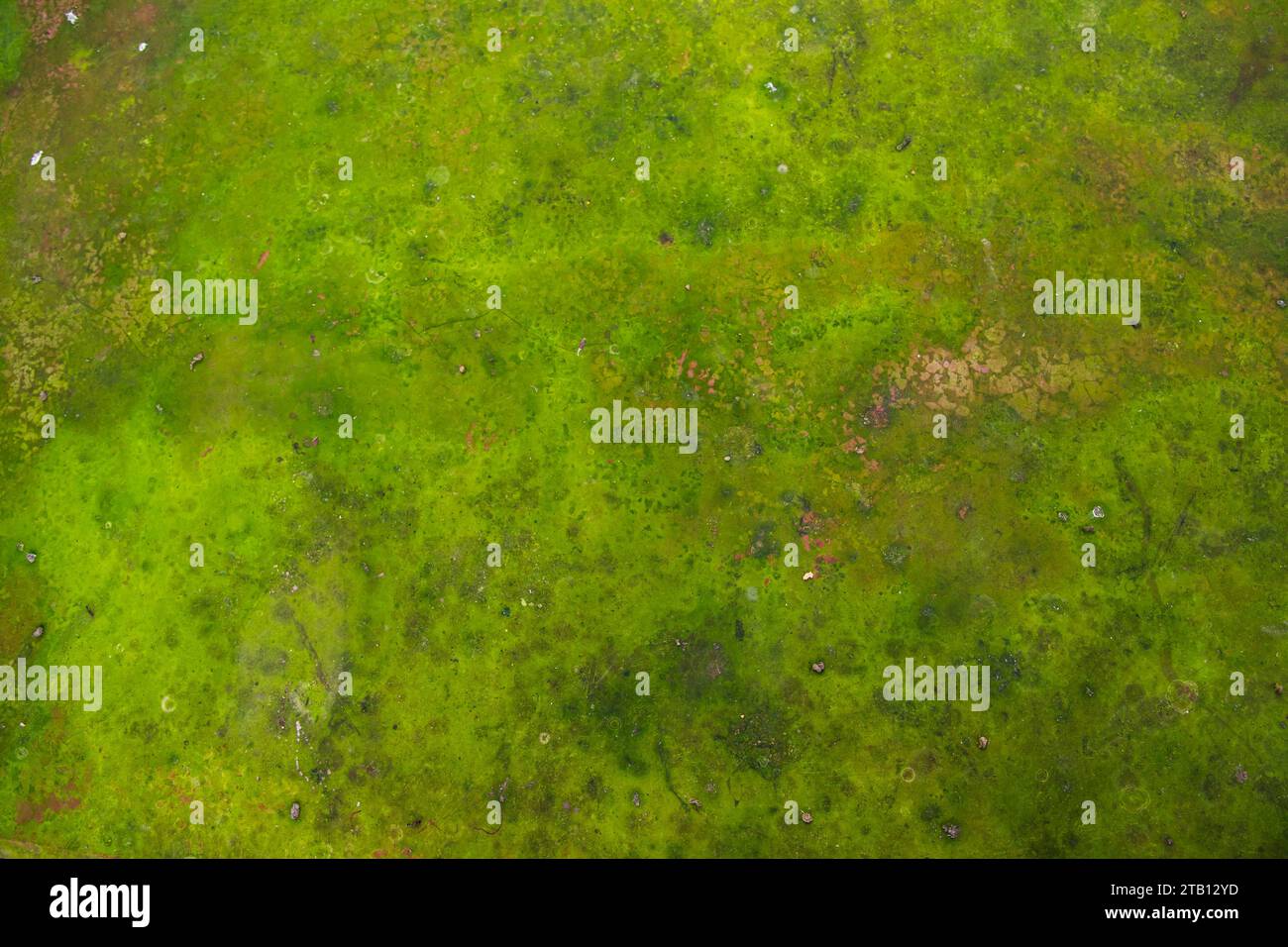 Fungi Green Moss Texture abstract background concrete wall. Rusty ...