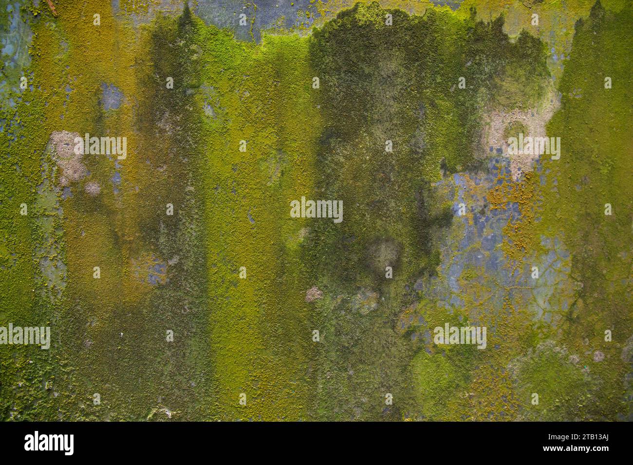 Green moss texture hi-res stock photography and images - Alamy
