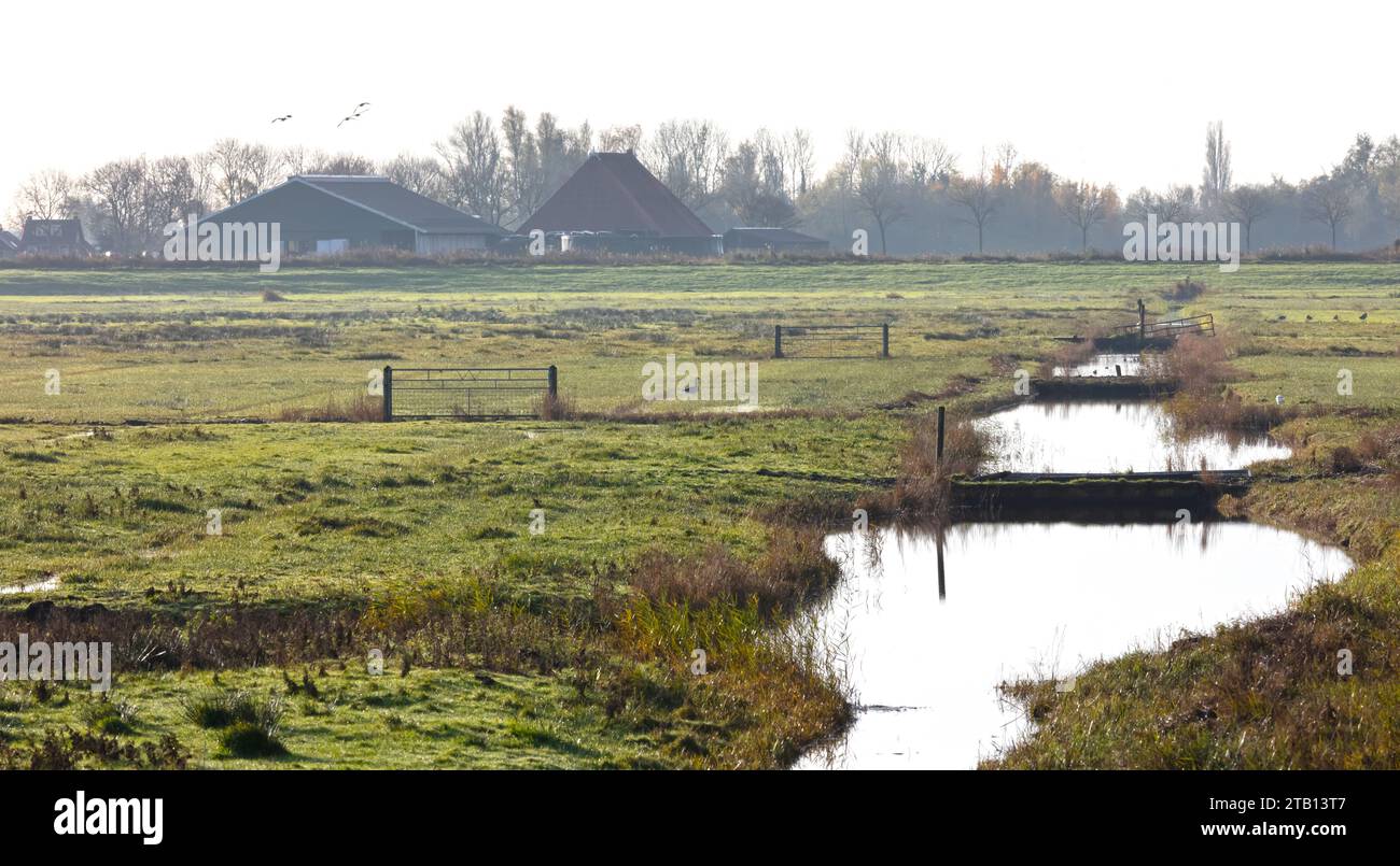 Typical dutch landscape; a farm with grasslands in front of it Stock ...