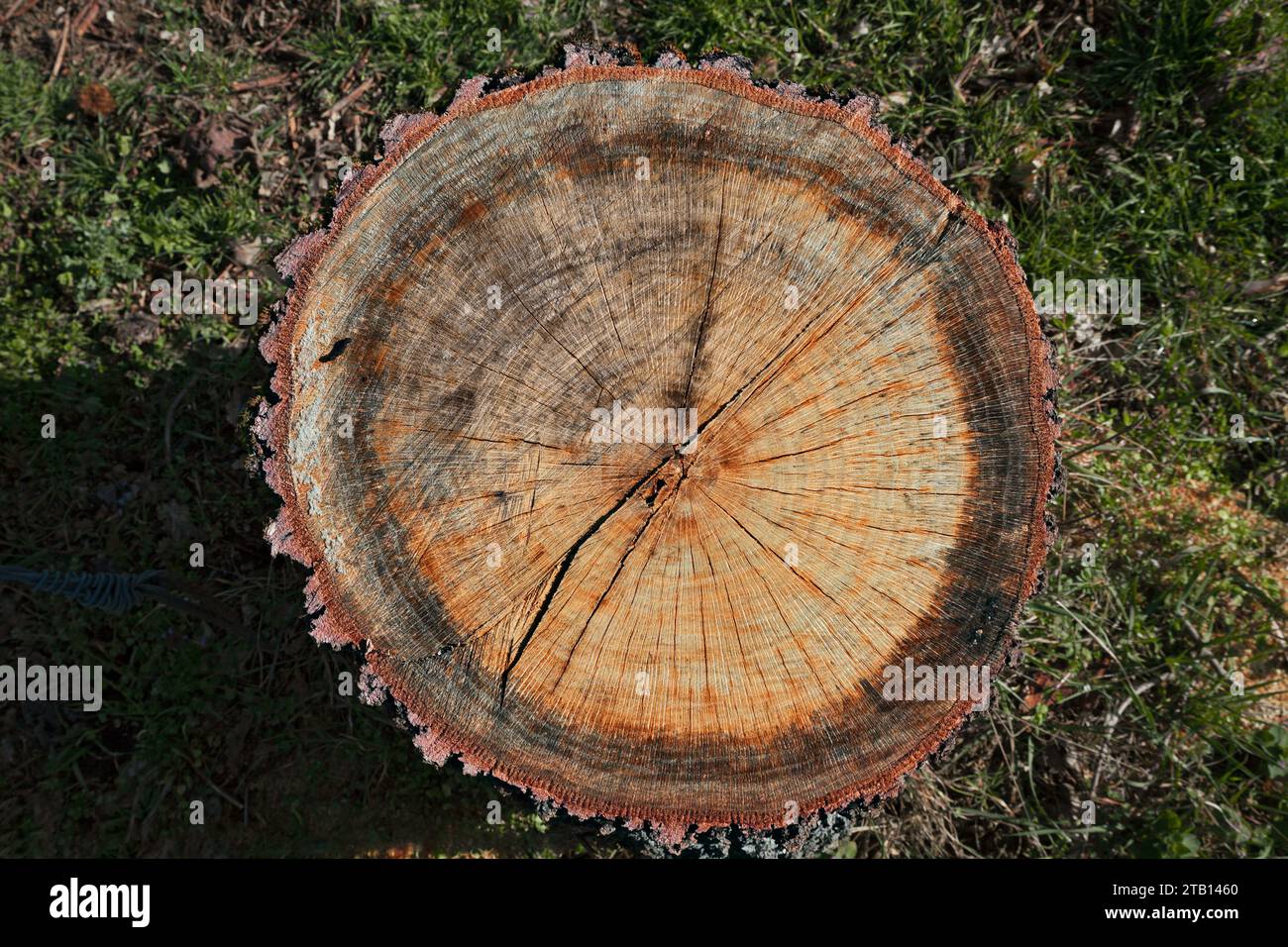 stump of cutted tree - section of the trunk with annual rings Stock ...