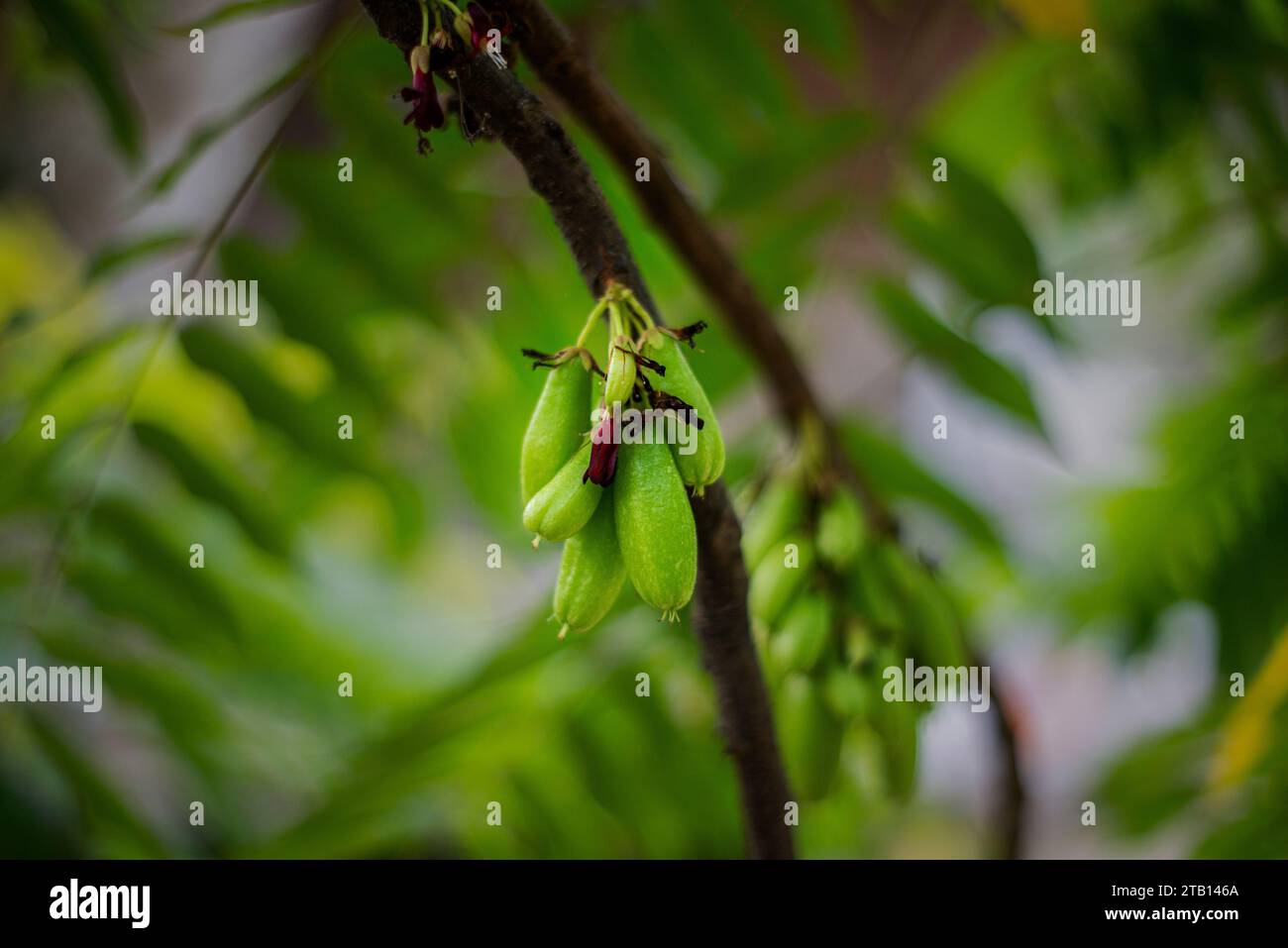 Averrhoa Bilimbi Linn/Bilimbi/cucumber tree.Tropical America was ...