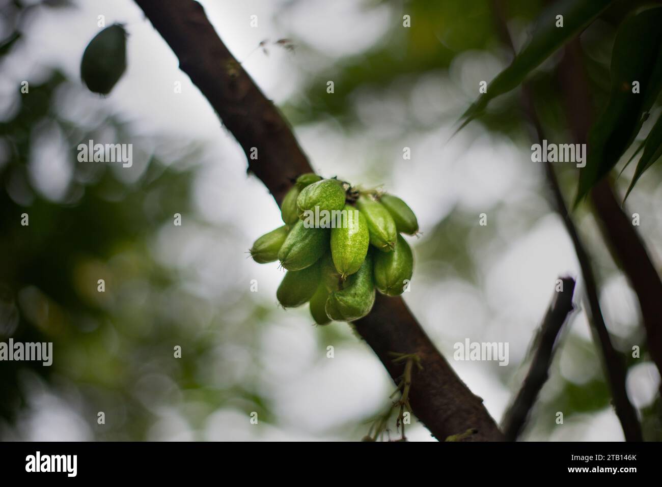 Averrhoa Bilimbi Linn/Bilimbi/cucumber tree.Tropical America was ...
