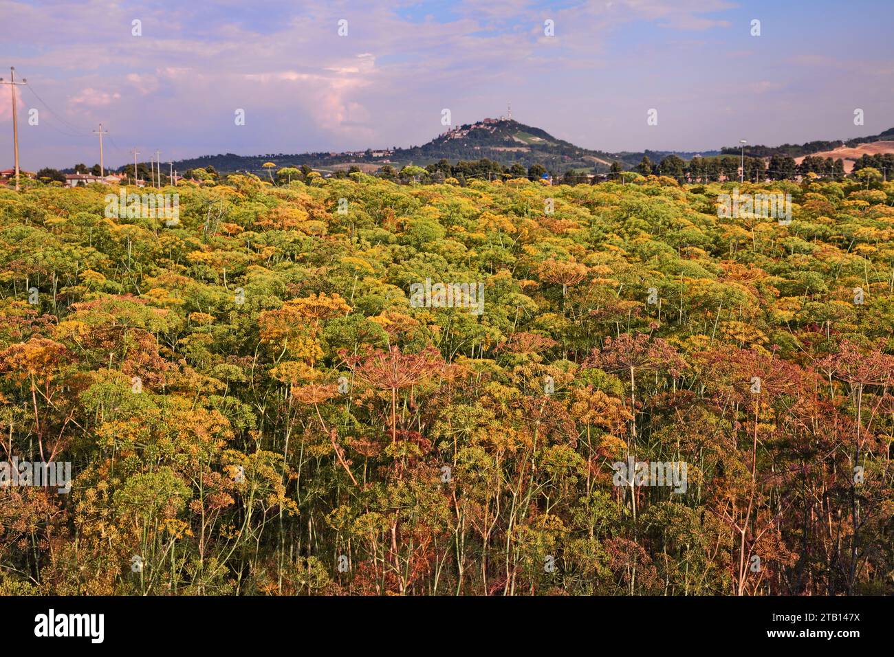 dill field in the Emilia Romagna countryside with the village of ...