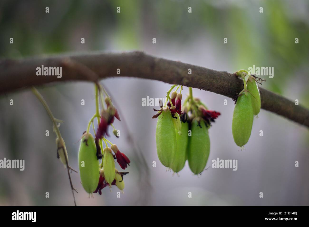 Averrhoa Bilimbi Linn/Bilimbi/cucumber tree.Tropical America was ...