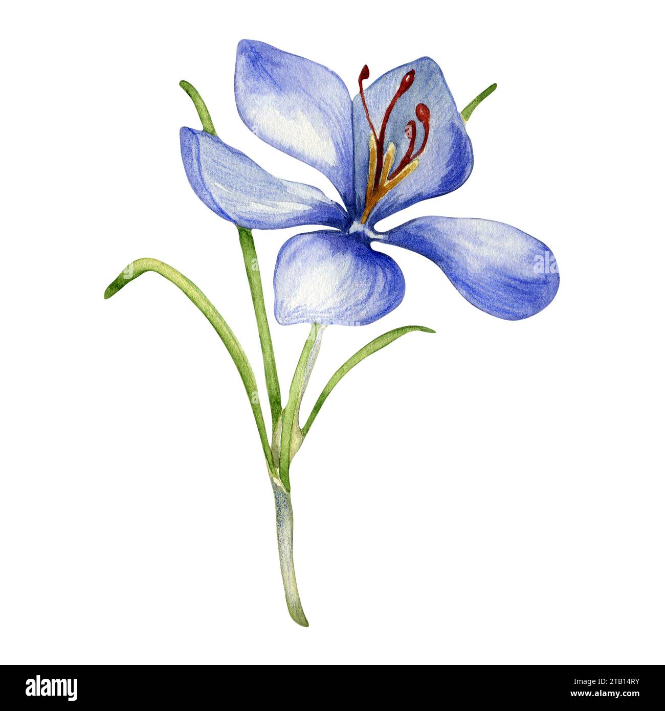 Watercolor illustration saffron spice isolated on white background ...
