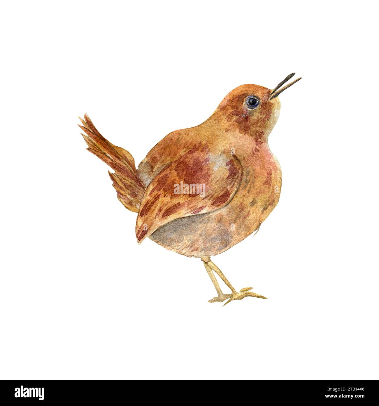 Watercolor illustration jenny wren forest bird isolated on white ...