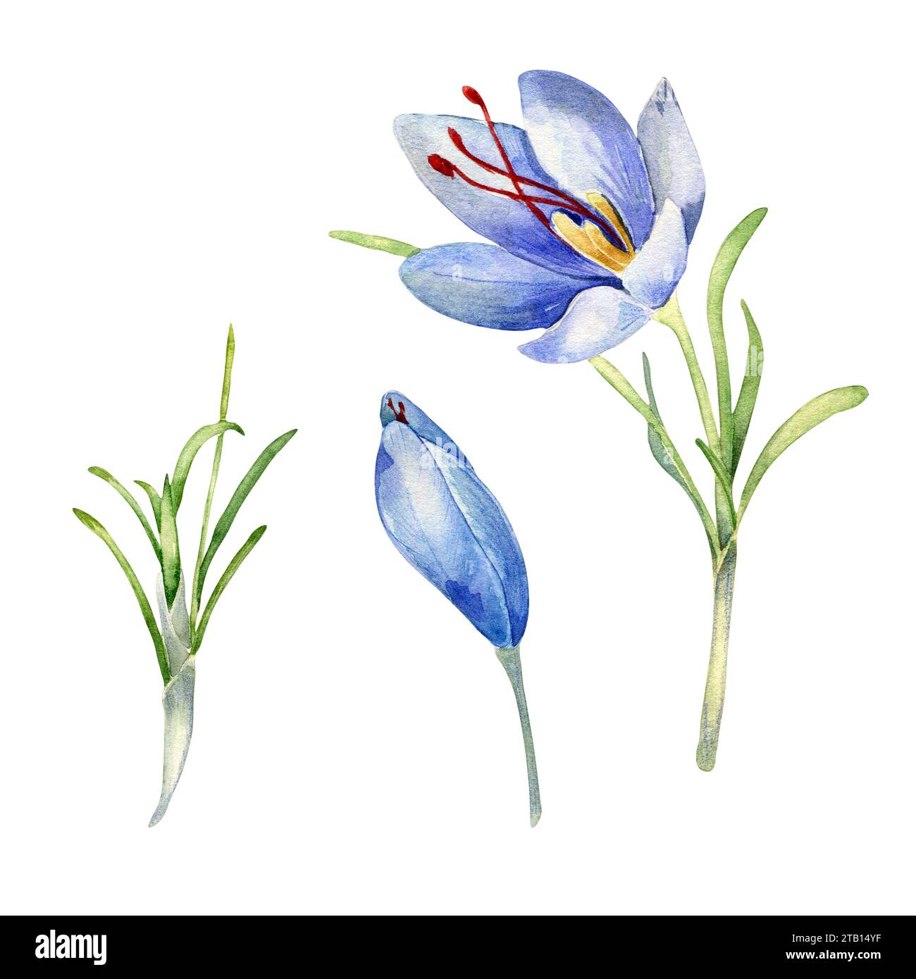 Watercolor illustration set of flower crocus and bud isolated on white ...