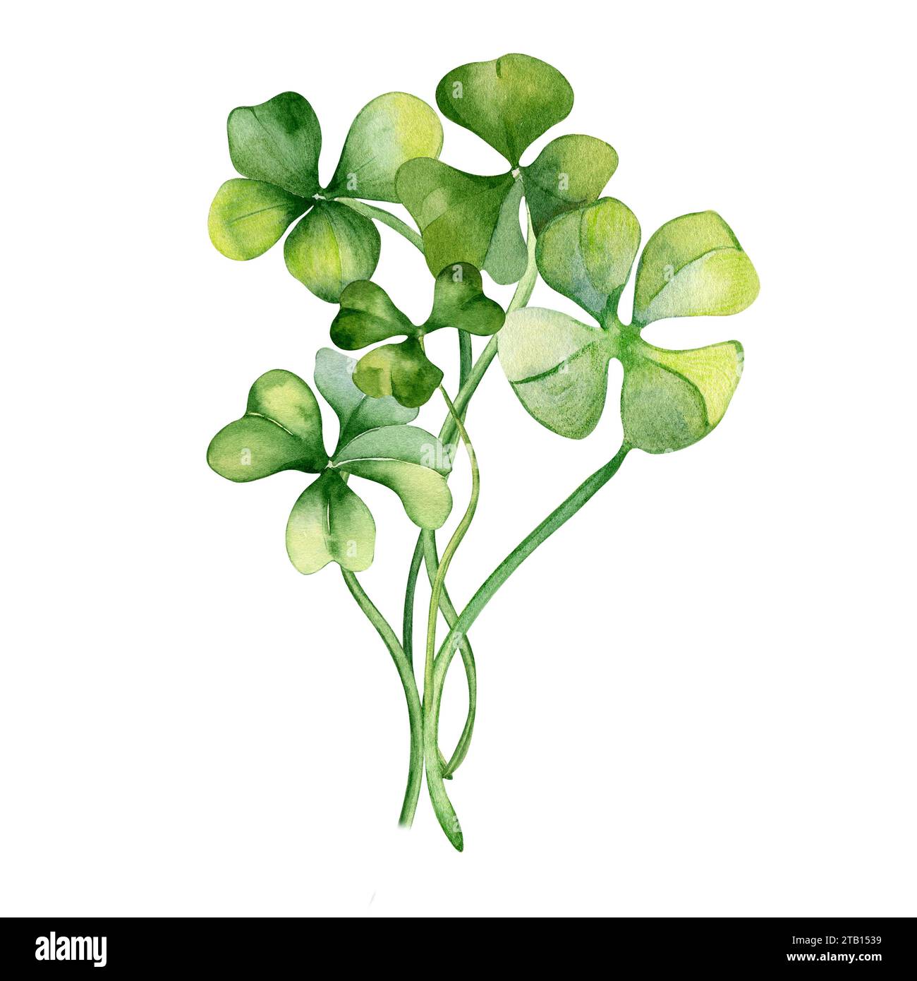 Shamrock and clover bunch watercolor illustration isolated on white ...