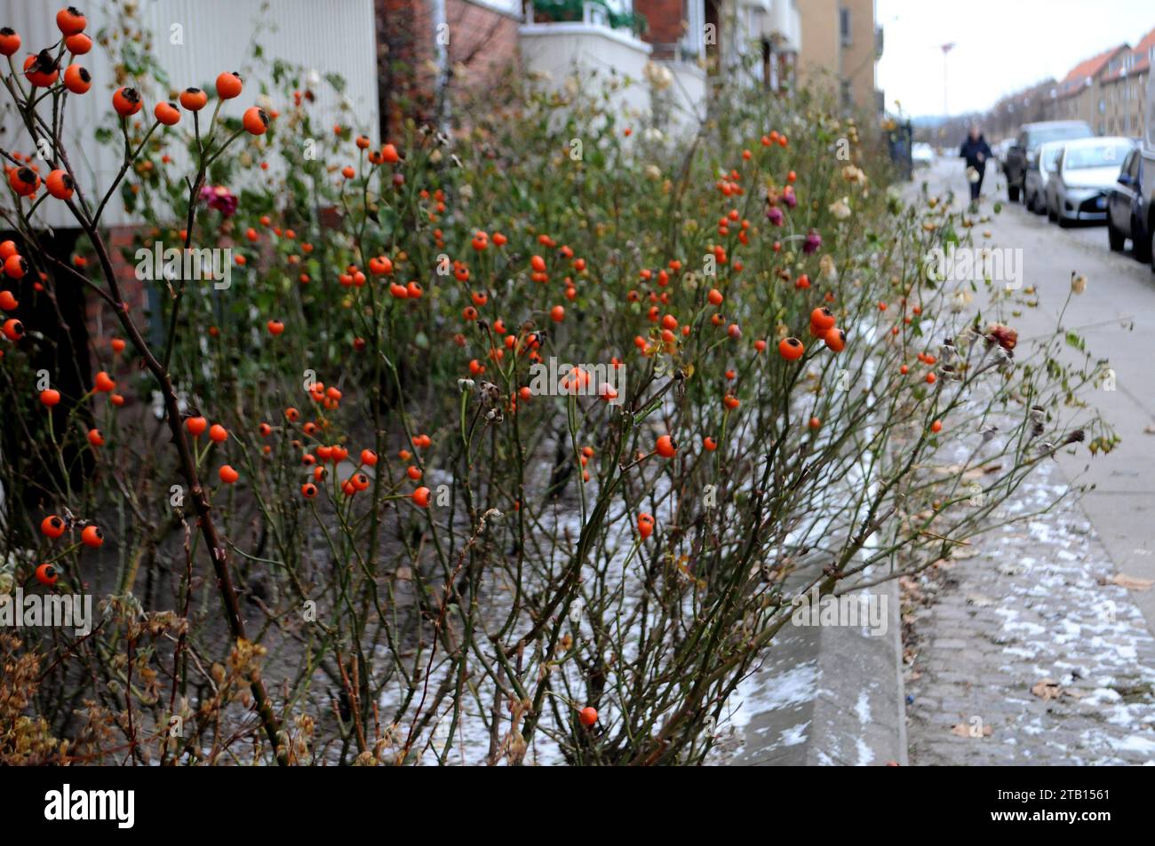 Copenhagen, Denmark /04 December2023/winter weather and rose & plants ...