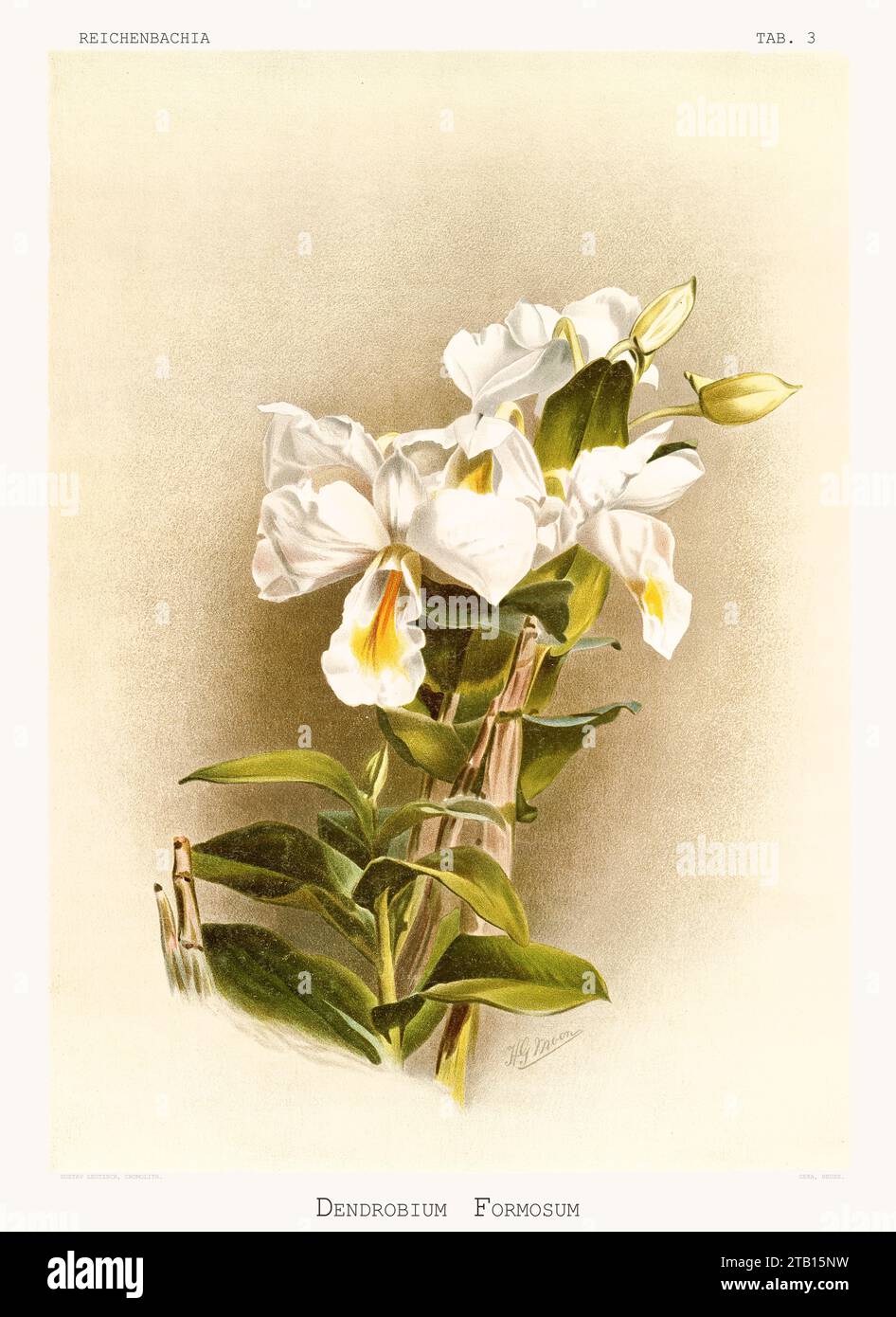 Beautiful giant flowered dendrobium hi-res stock photography and images ...
