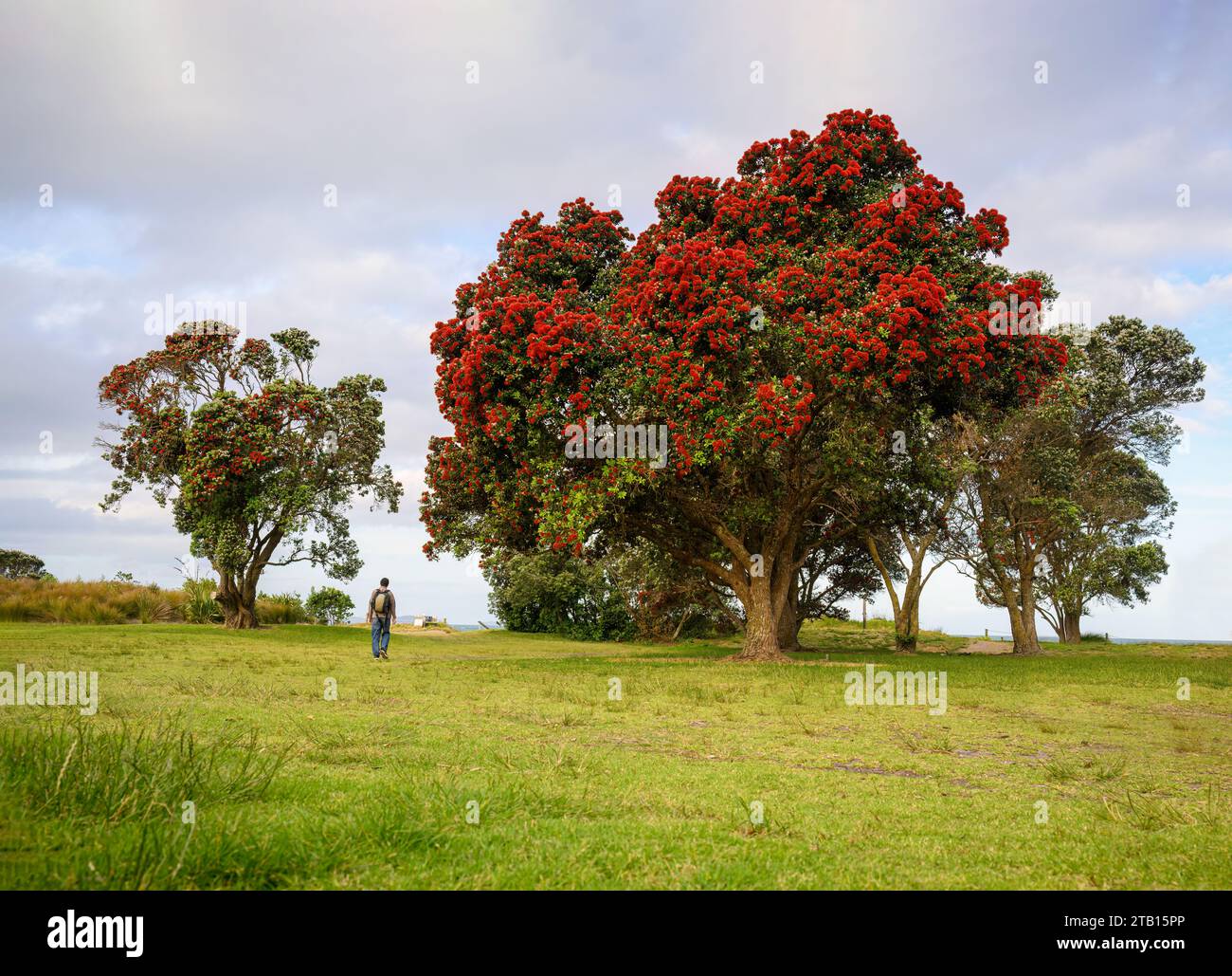 New zealand pohutukawa trees hi-res stock photography and images - Alamy