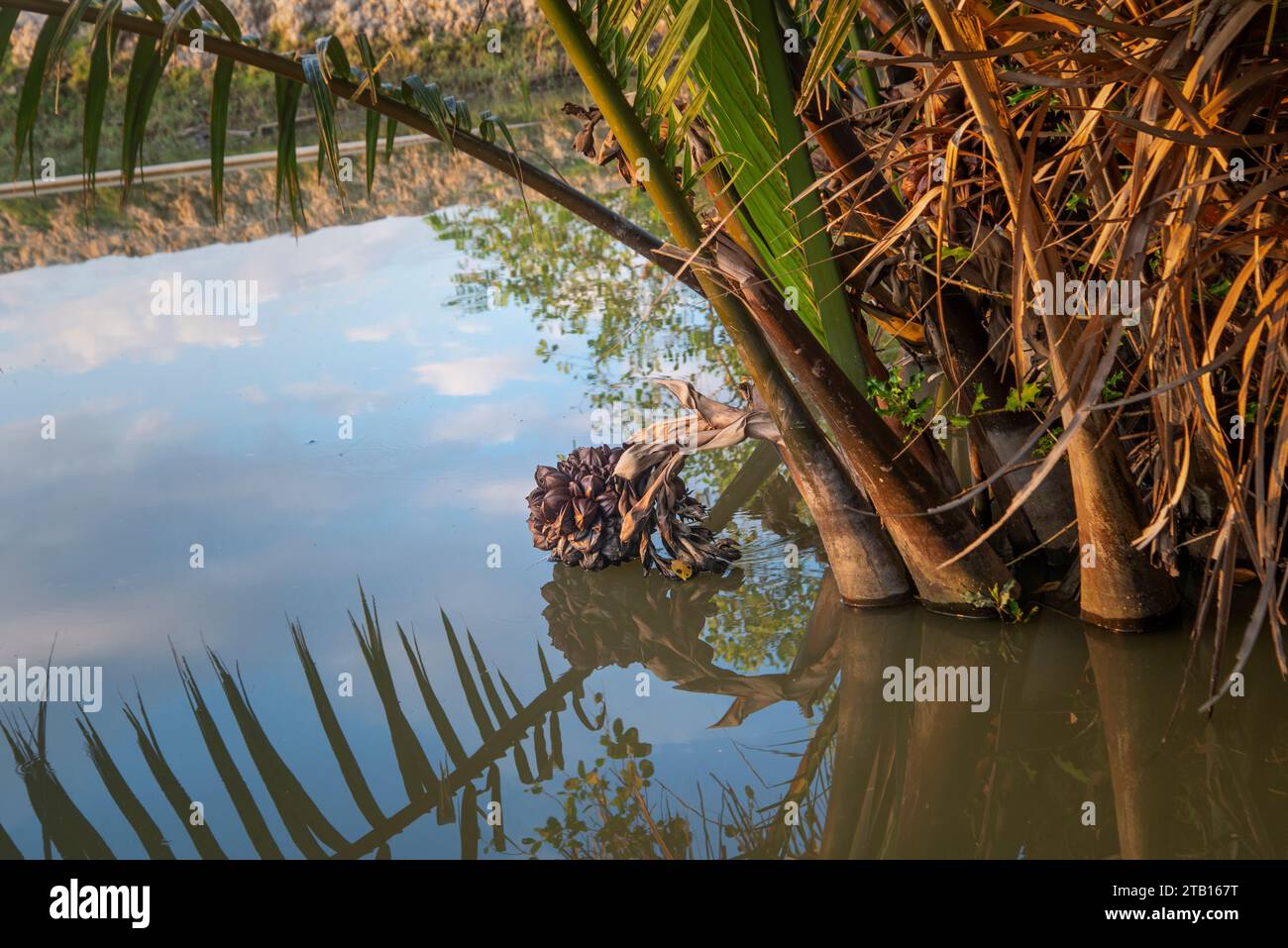 Nipa Palm or Golpata fruits in the Sundarbans, a UNESCO World Heritage ...