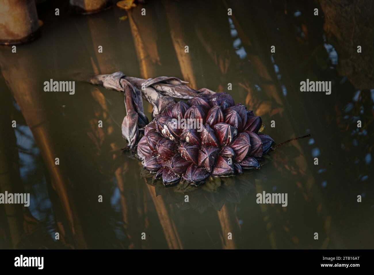 Nipa Palm or Golpata fruits in the Sundarbans, a UNESCO World Heritage ...