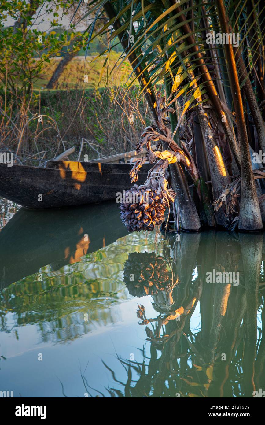 Nipa Palm or Golpata fruits in the Sundarbans, a UNESCO World Heritage ...