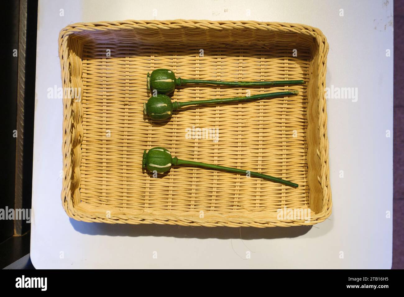 A basket with three fresh poppy, opium stalks, buds. Part of an opium ...