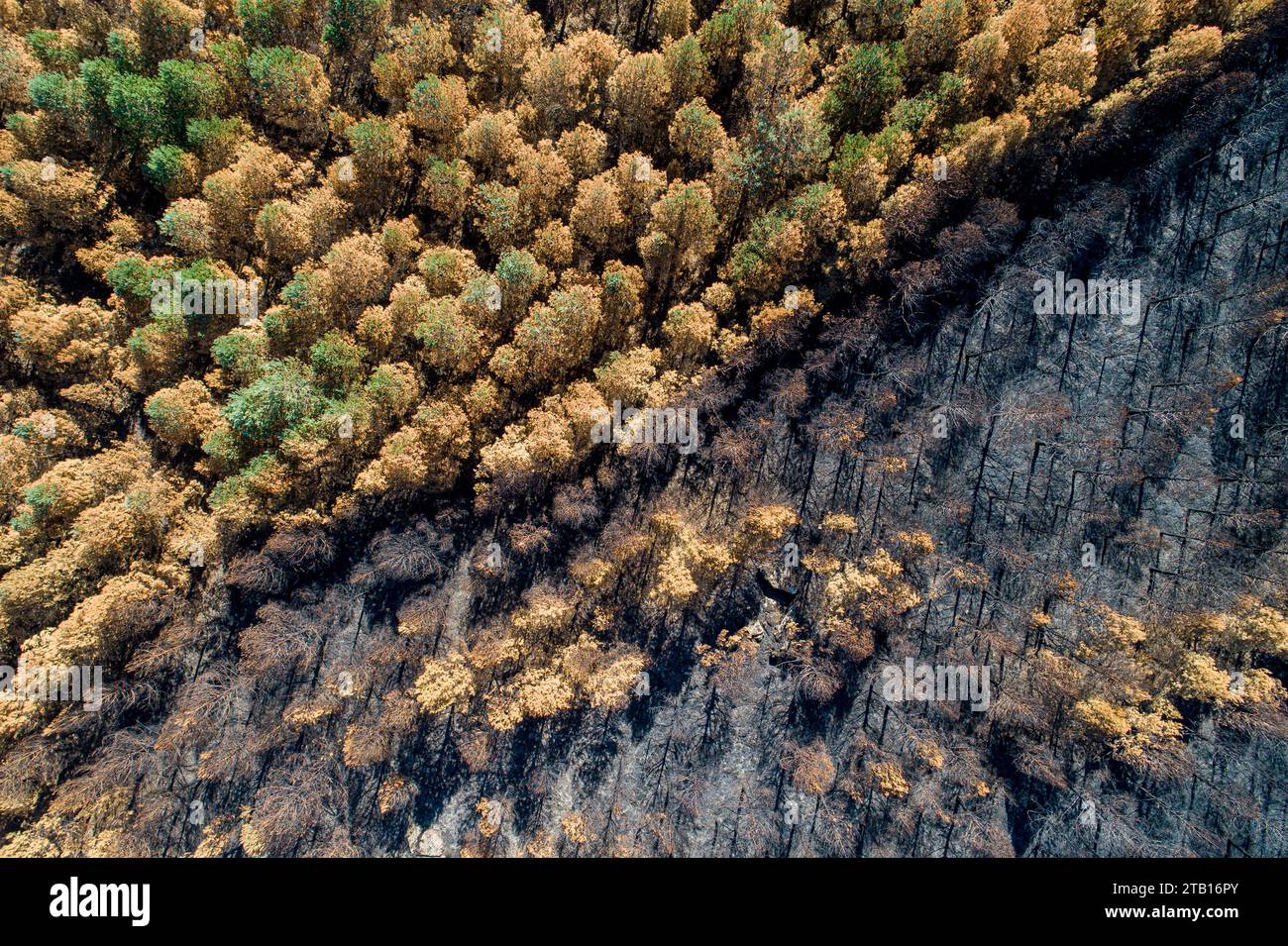 Ash tree forest aerial hi-res stock photography and images - Alamy