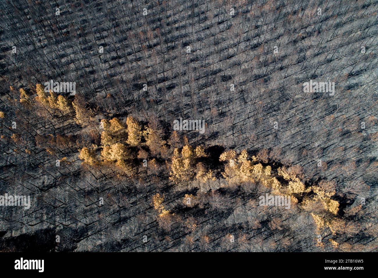 Ash tree forest aerial hi-res stock photography and images - Alamy