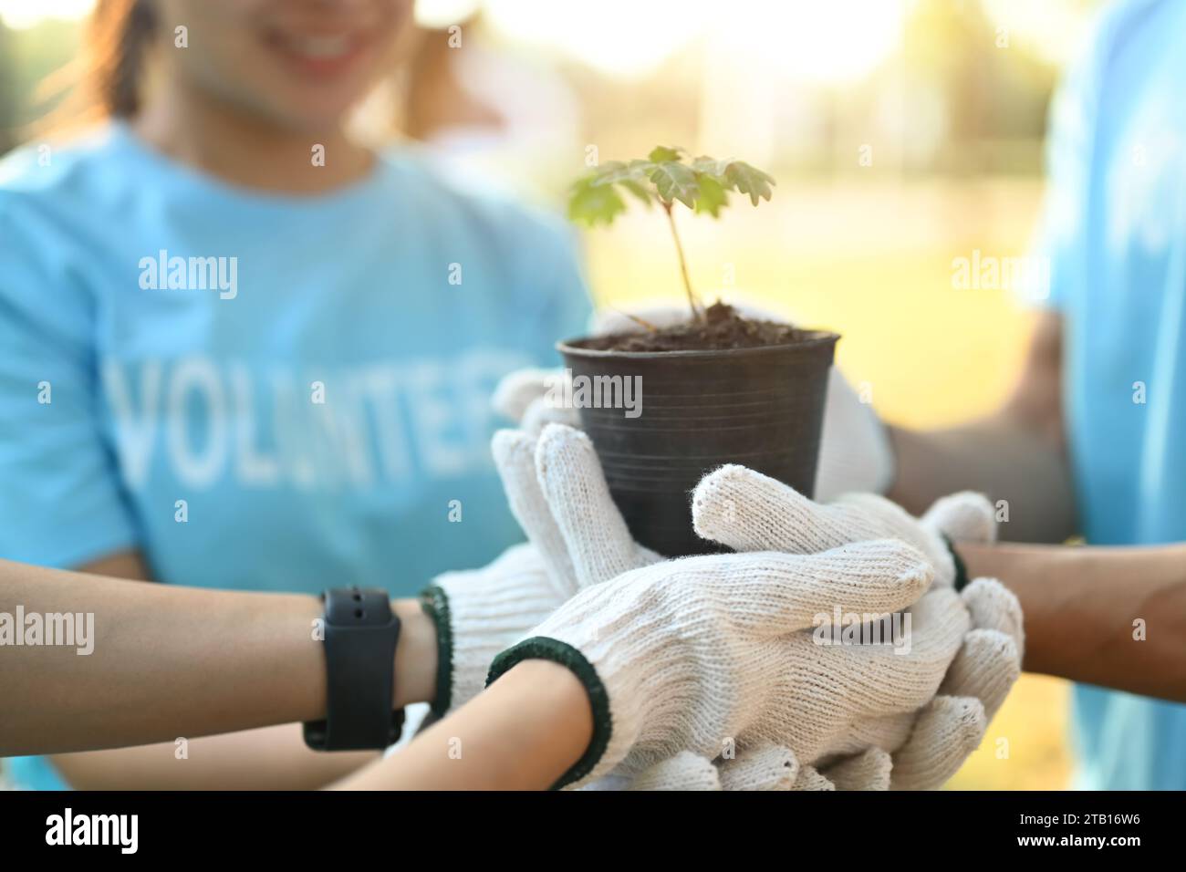 Group of volunteers planting trees in park symbolizing their commitment ...