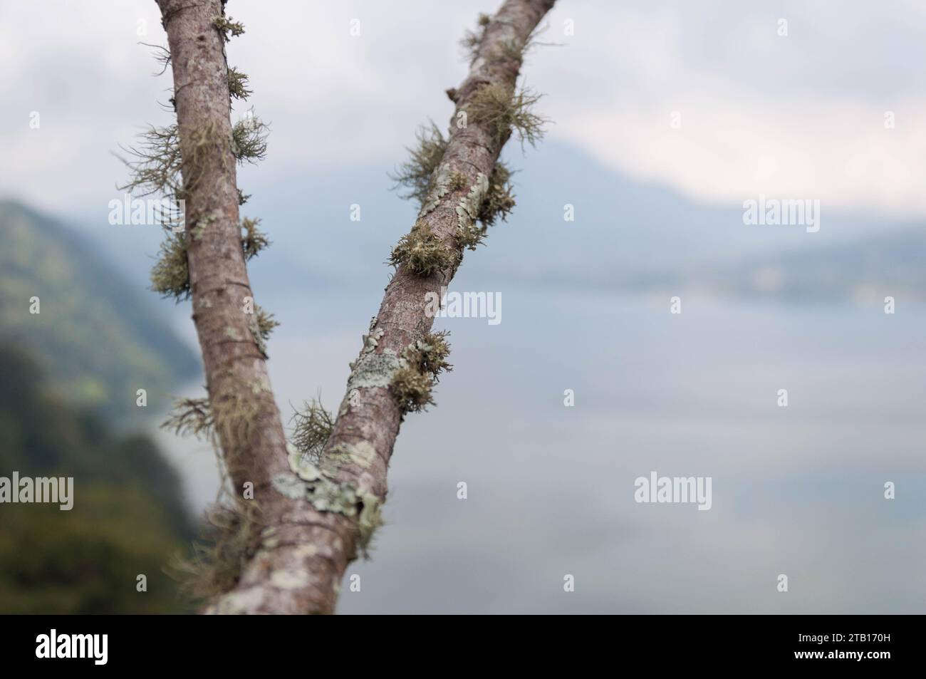 Tree branch with hill & river background Stock Photo - Alamy