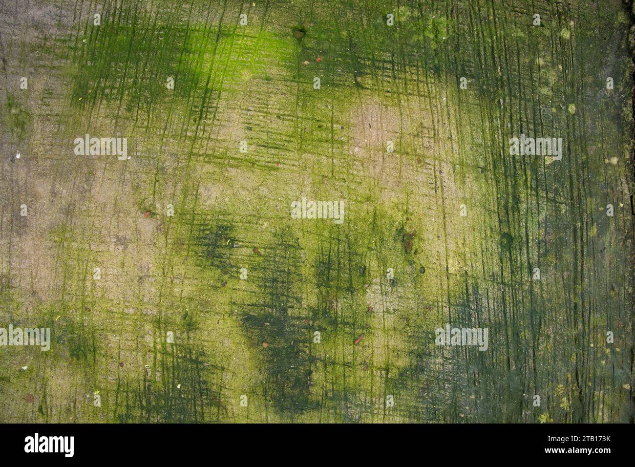 Fungi Green Moss Texture abstract background concrete floor Stock Photo ...