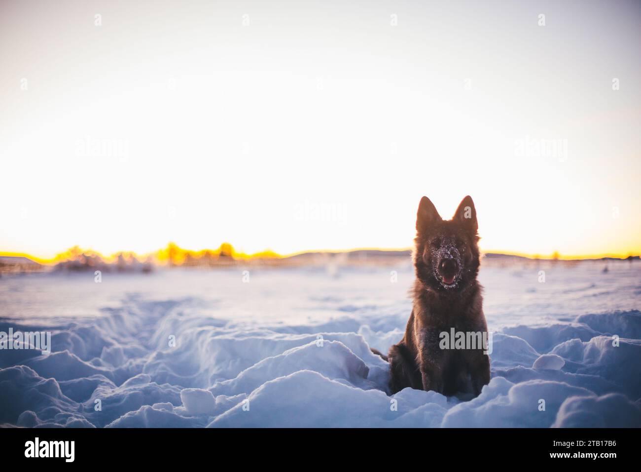 German shepherd sunrise hi-res stock photography and images - Alamy