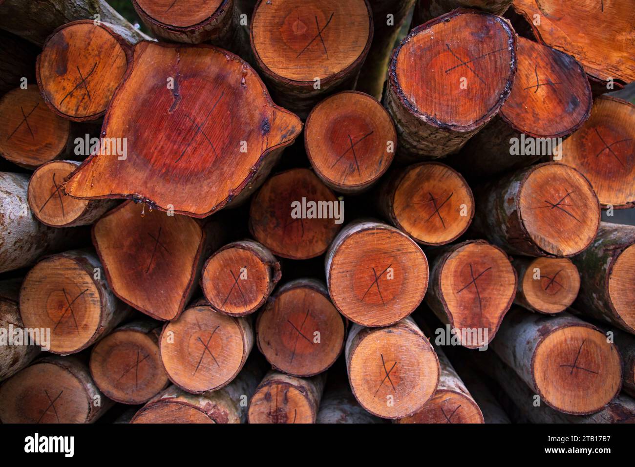 Stacked pile wood logs abstract pattern texture Can be used as a ...