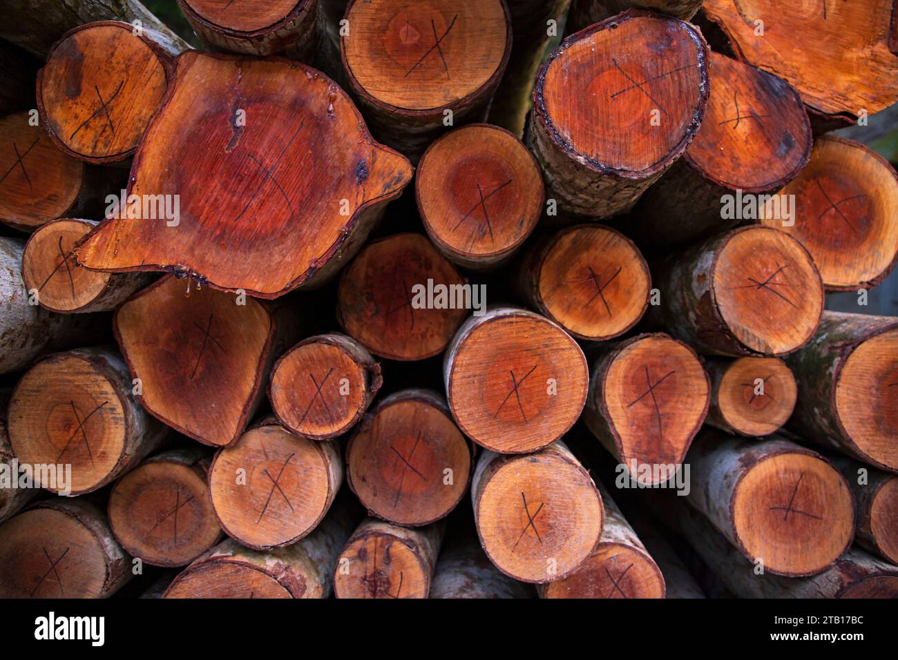 Stacked pile wood logs abstract pattern texture Can be used as a ...