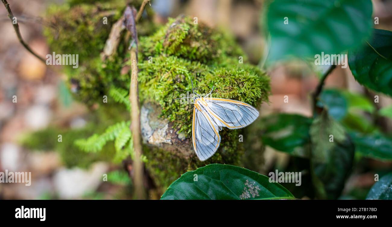White Butterfly Resting on a Moss Mound with Blurry Background Stock ...