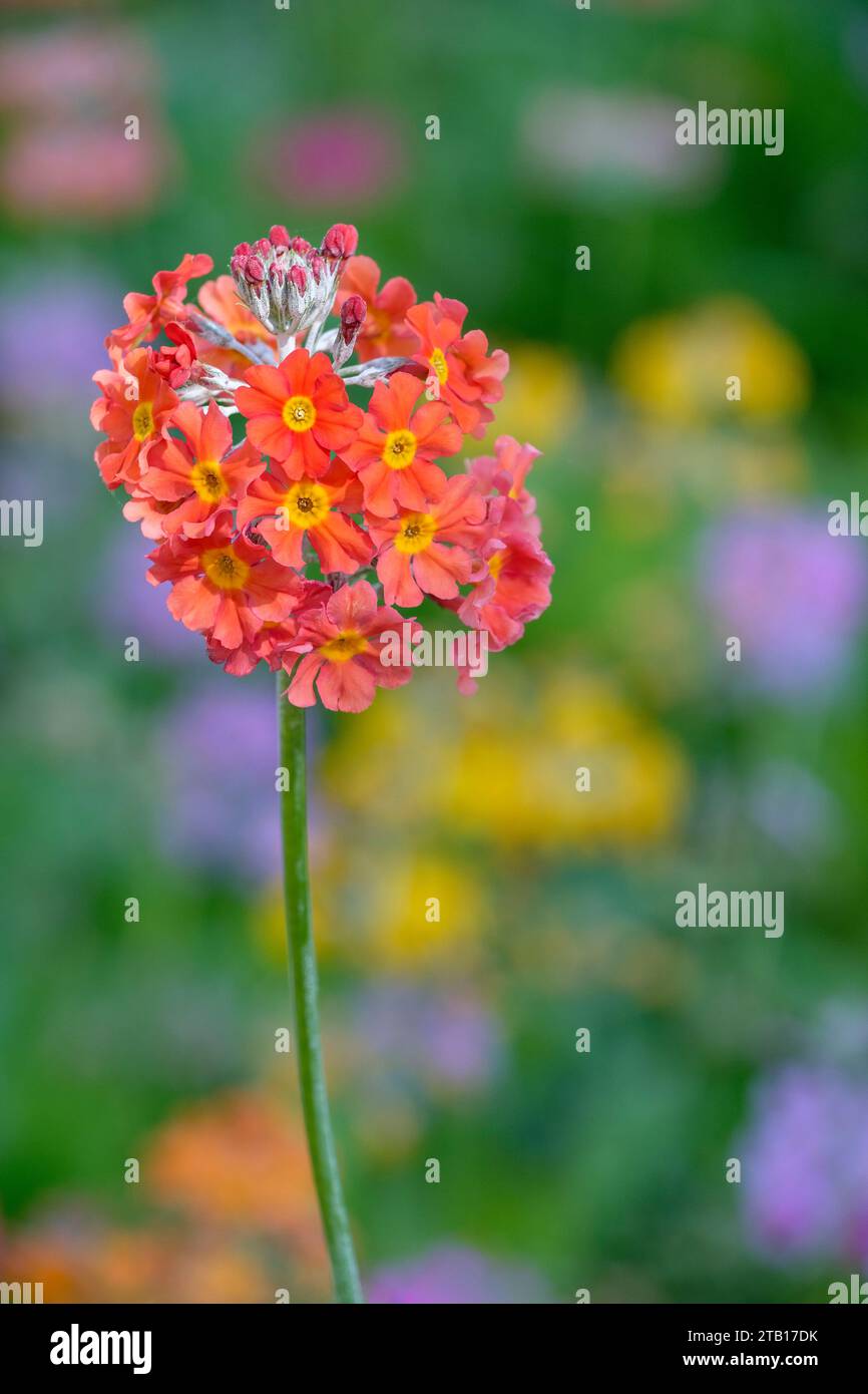 Primula Candelabra hybrids, primrose Candelabra hybrids, layered whorls ...