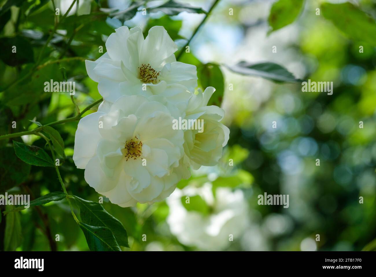 rosa Iceberg, rose iceberg, floribunda, ightly double, pure white ...