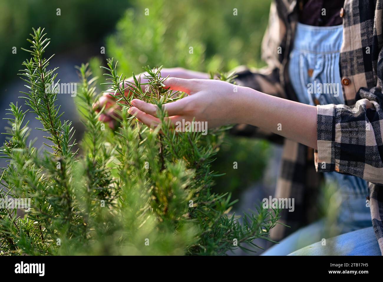 Very young rosemary plants hi-res stock photography and images - Alamy