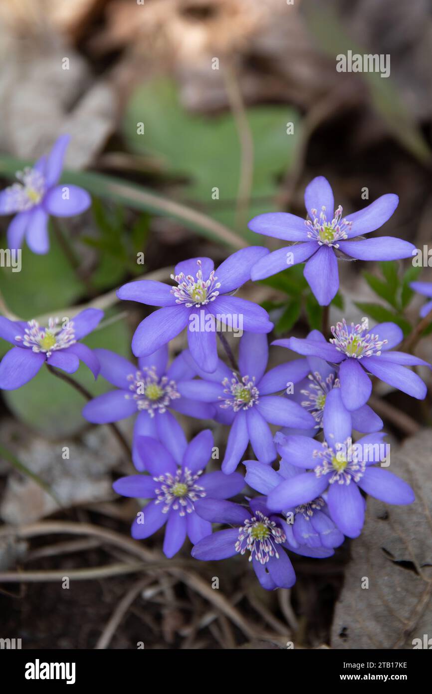 Photo may first spring flowers of blue color bloom in the forest, close ...