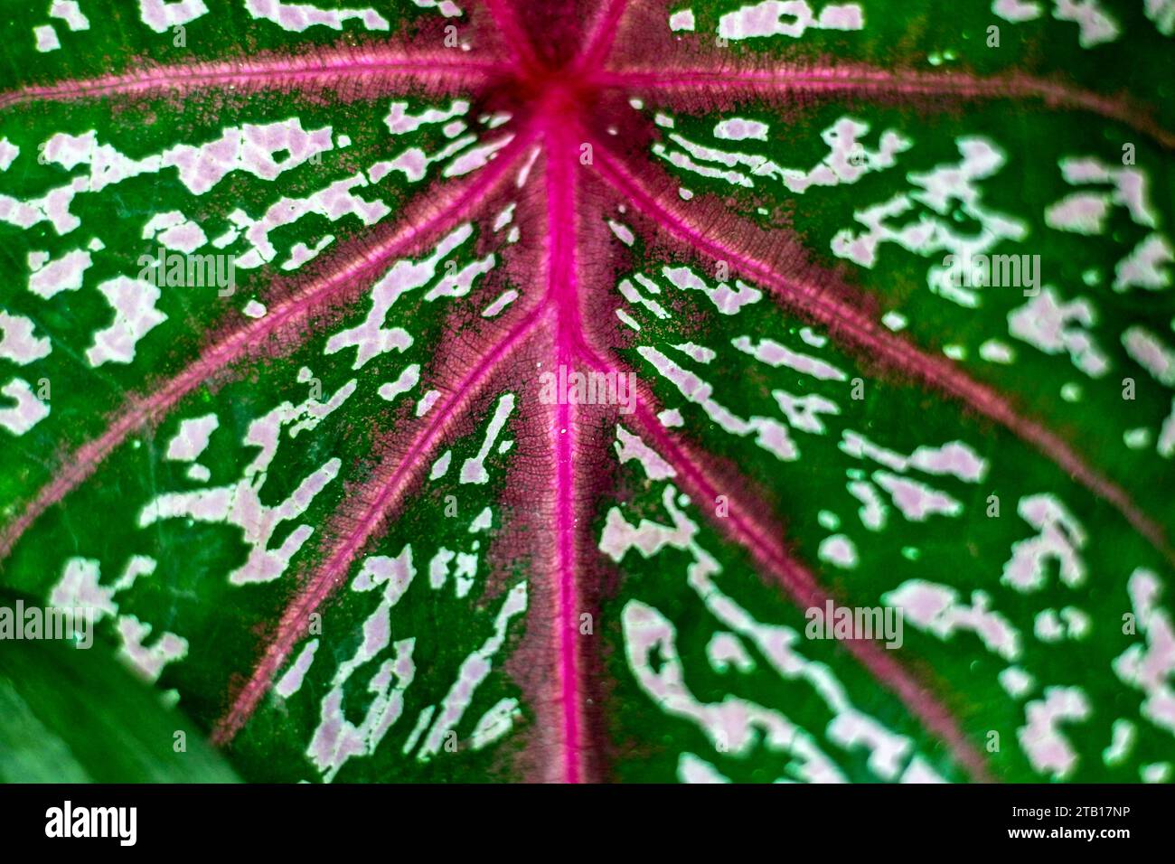 Pink zebra print background hi-res stock photography and images - Alamy