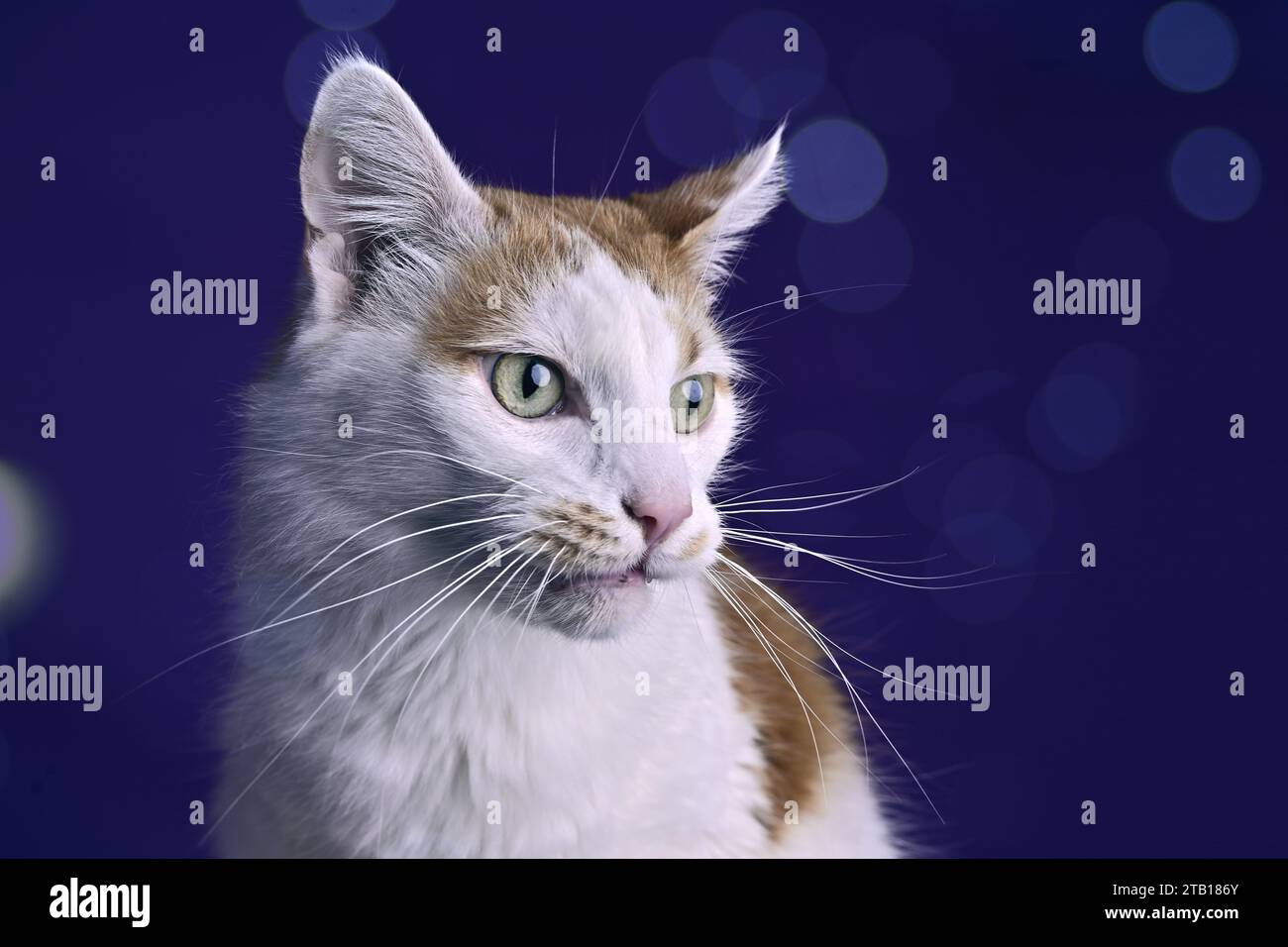 Tabby cat looking funny away over dark background. Panoramic image with ...