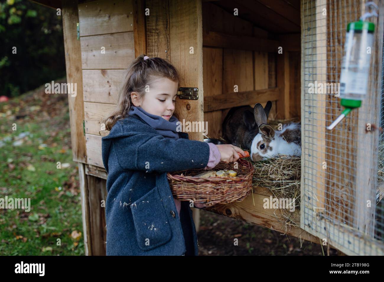 Girl feeding pet rabbit, giving it vegetables from the garden and old ...