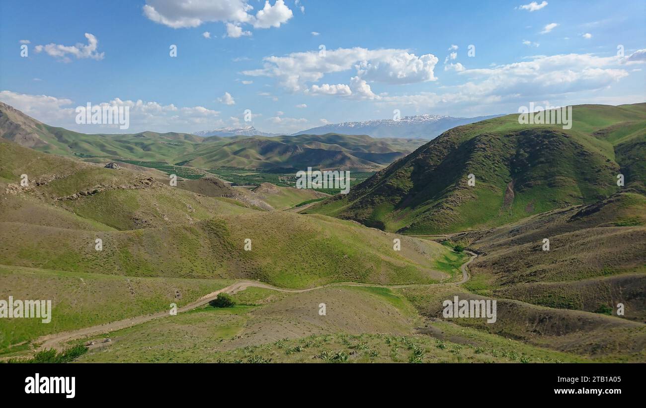 Herd of sheep grazing on the green meadows with mountains. A flock of ...