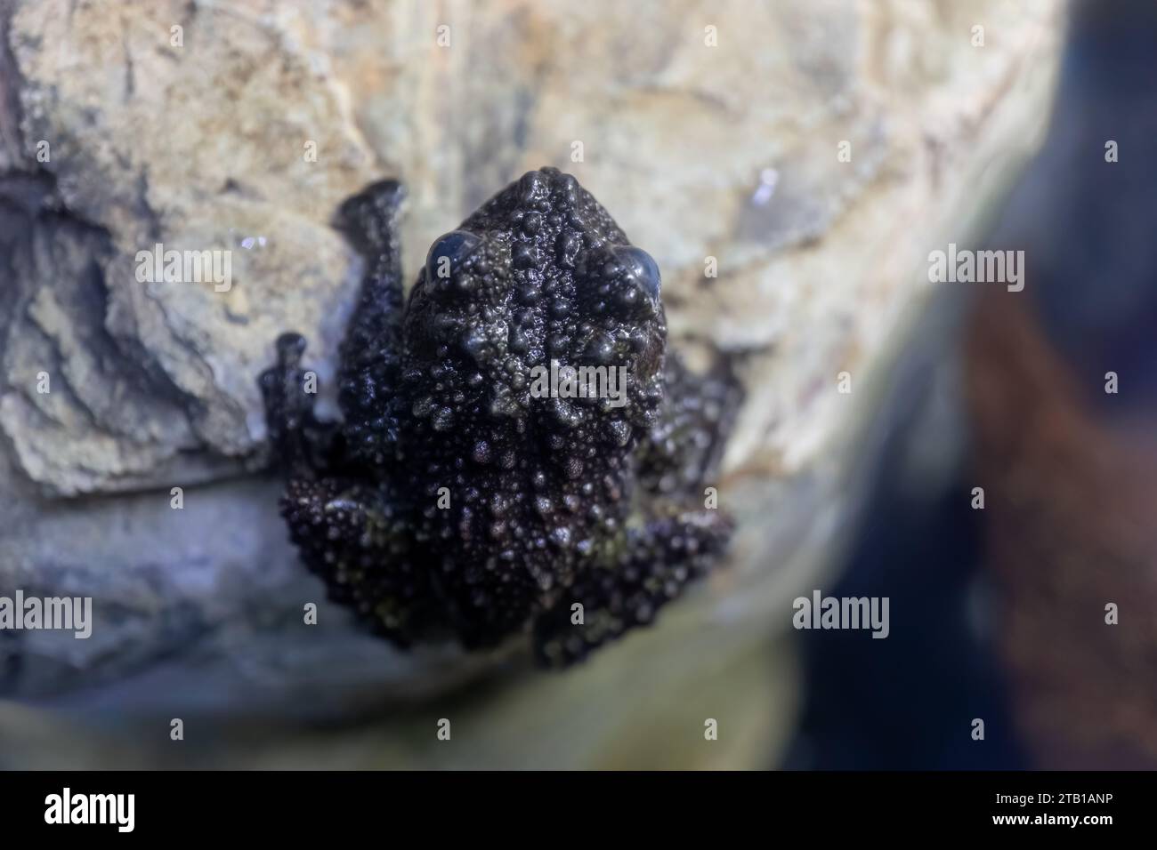 Vietnamese Mossy Frog Theloderma Corticale on a rock with uneven ...
