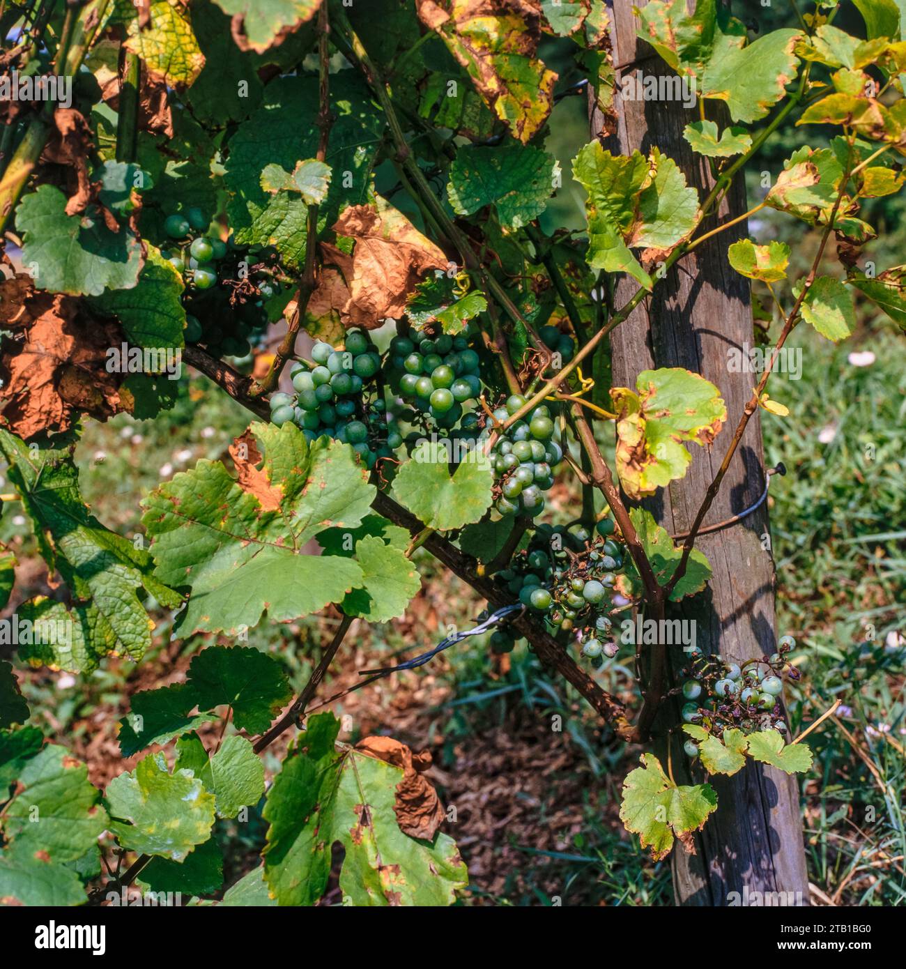 Detail of a common grape vine plant including some grapes in sunny ...
