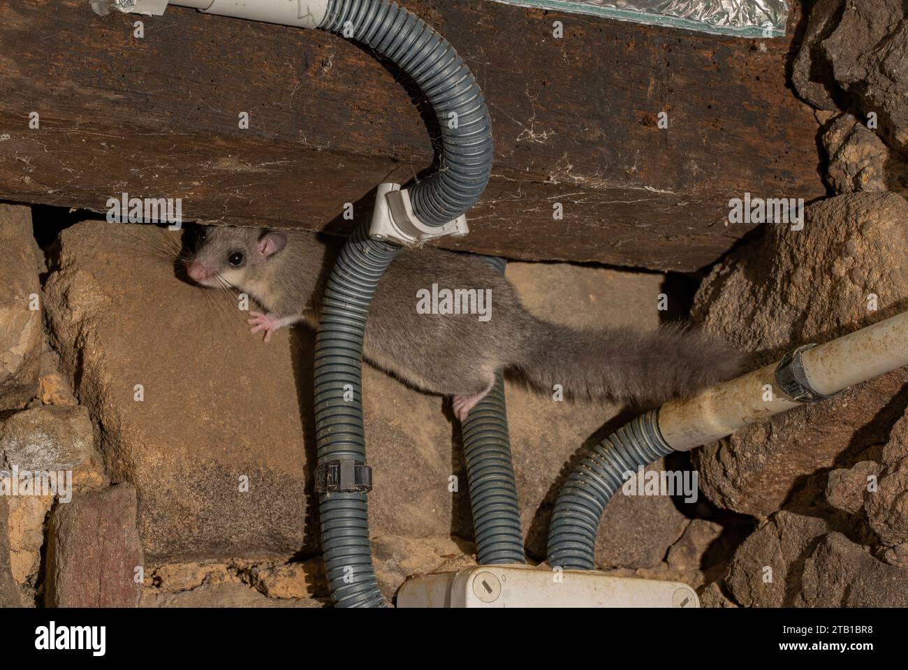 European edible dormouse, Glis glis, living in the cellar of old ...