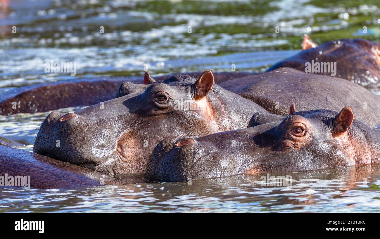 Hippo's two large dangerous wildlife animals together eyes open alert ...