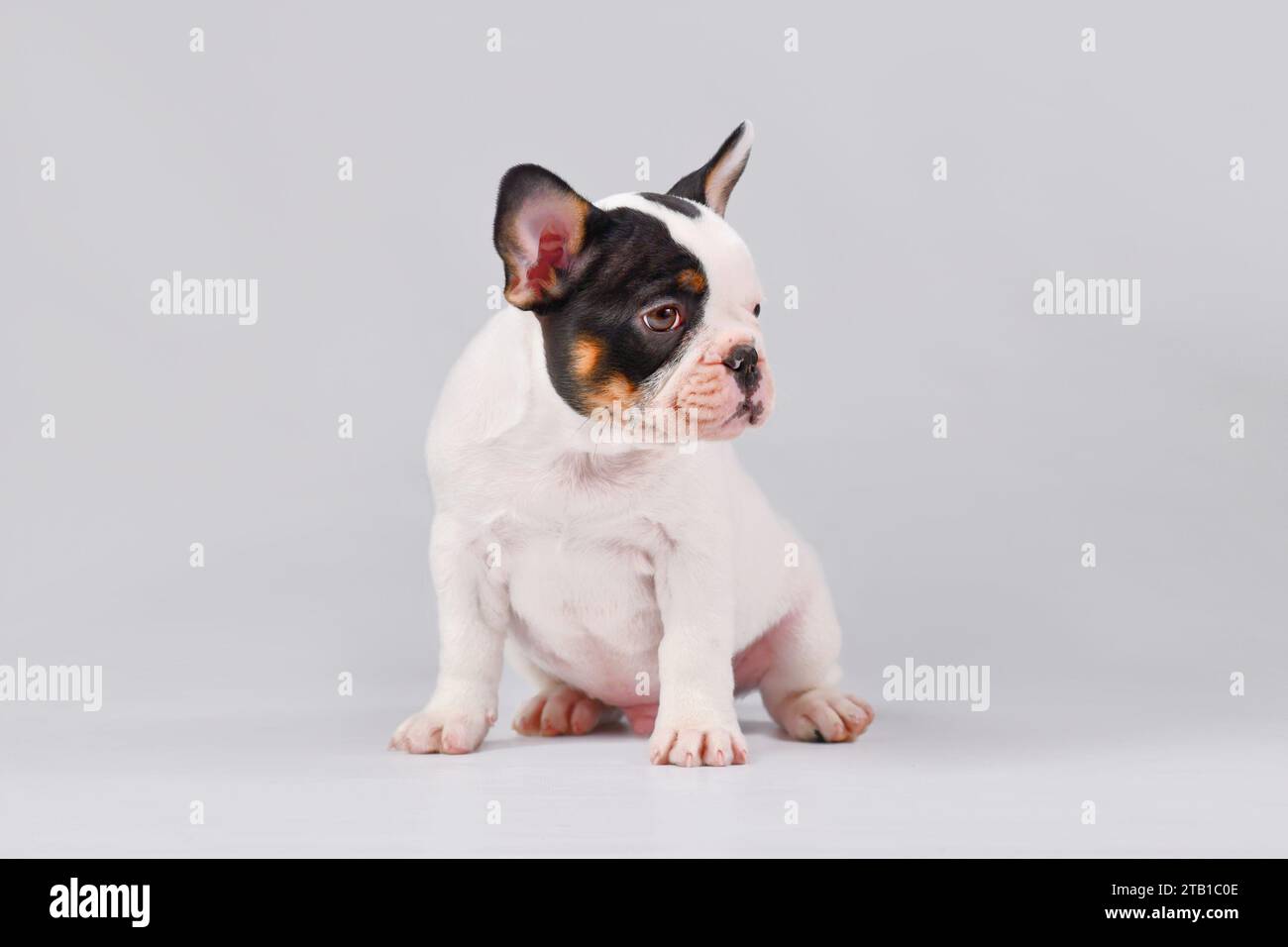 Tan pied French Bulldog dog puppy sitting on white background Stock Photo - Alamy