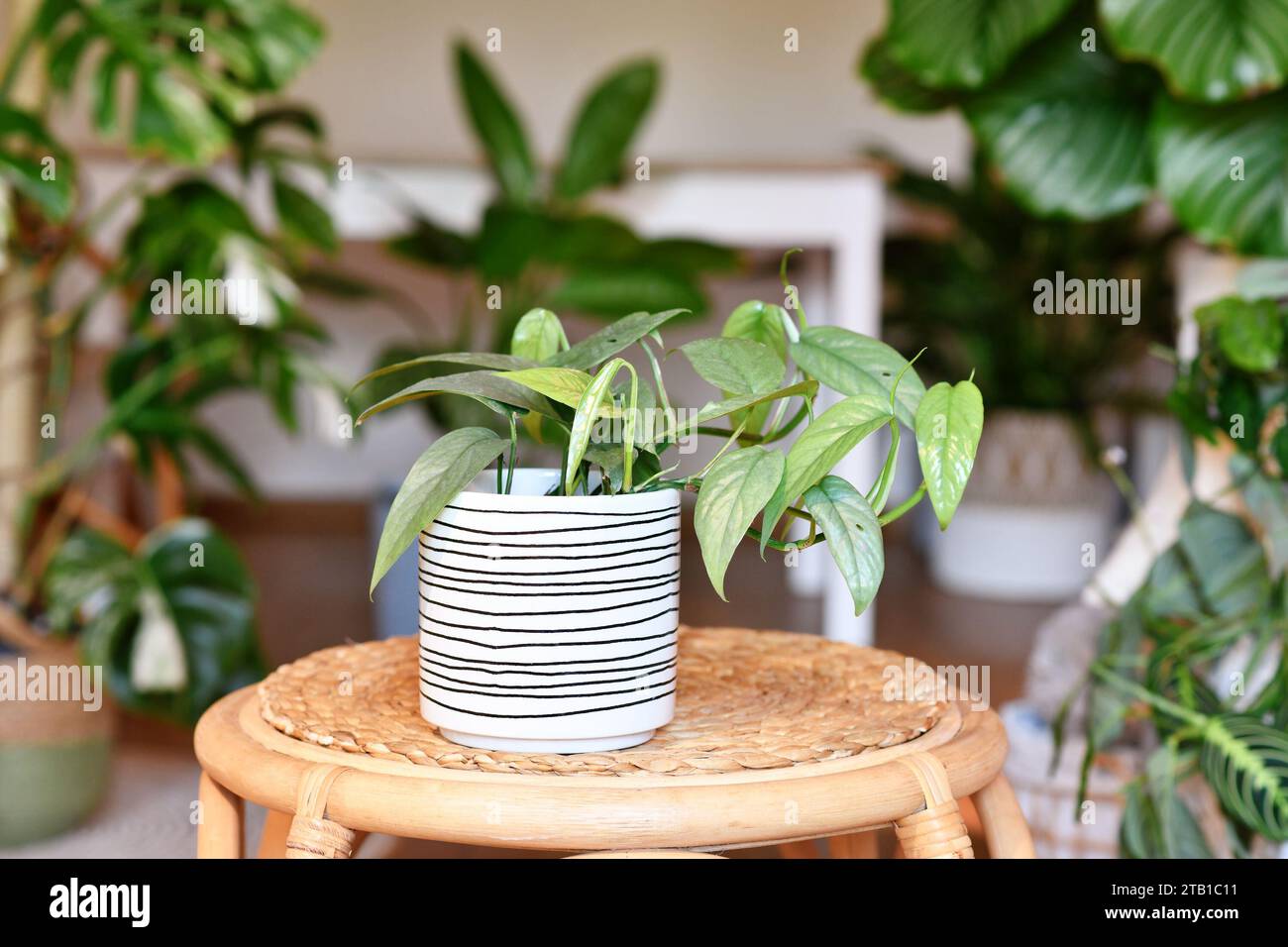 Epipremnum pinnatum cebu blue hi-res stock photography and images - Alamy