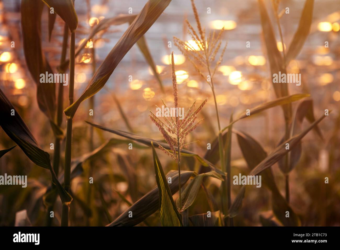 Corn crops growing in laboratory greenhouse, selective focus Stock ...