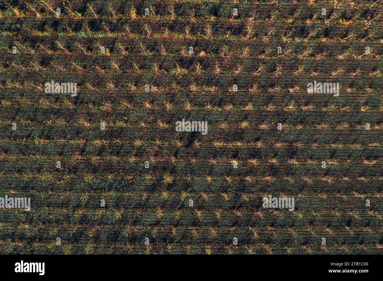 Aerial view tree nursery hi-res stock photography and images - Alamy