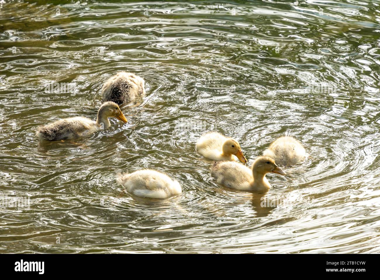 flock of ducks in the lake in Cao Bang province, Vietnam Stock Photo ...